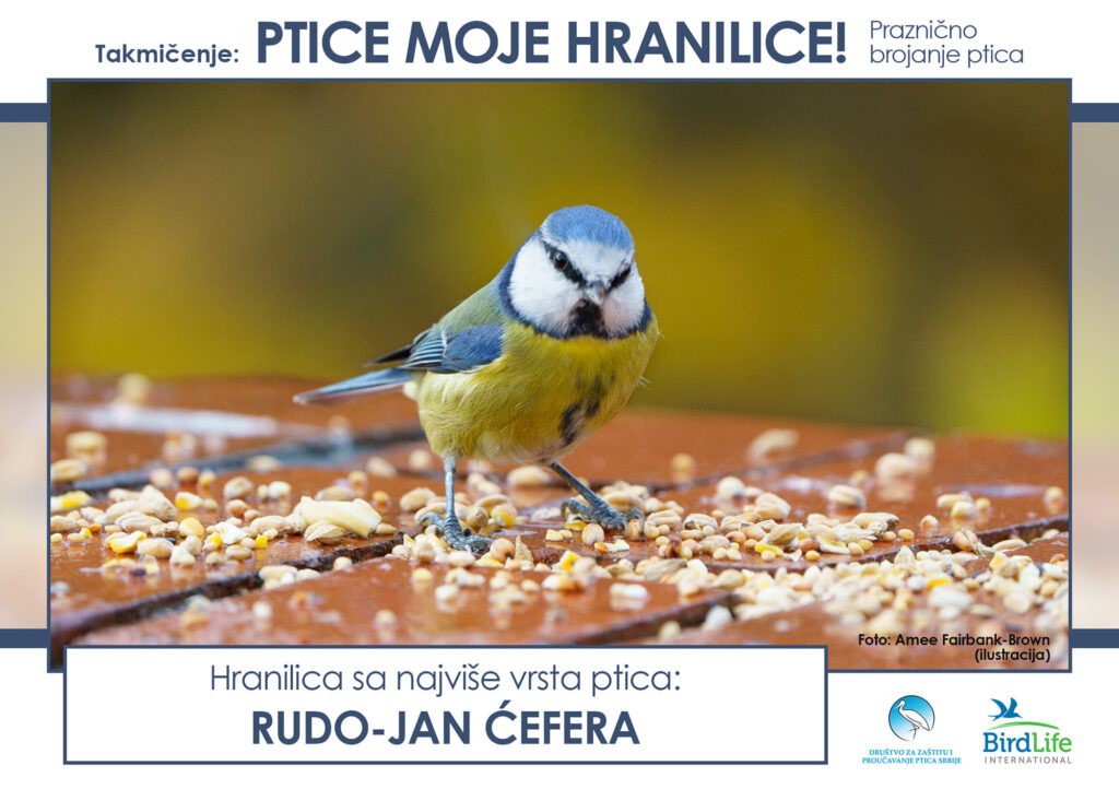 Zimné prikrmovanie vtáctva - Hlas ľudu