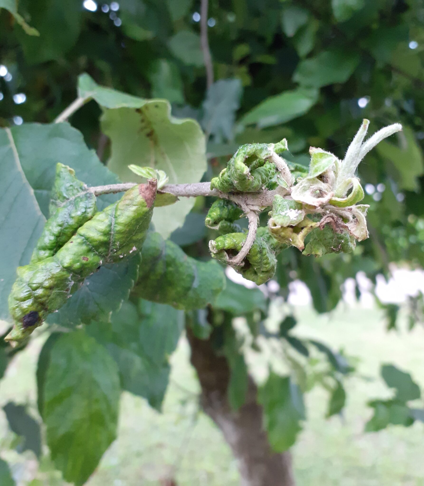 vosky na jabloni - Hlas ľudu